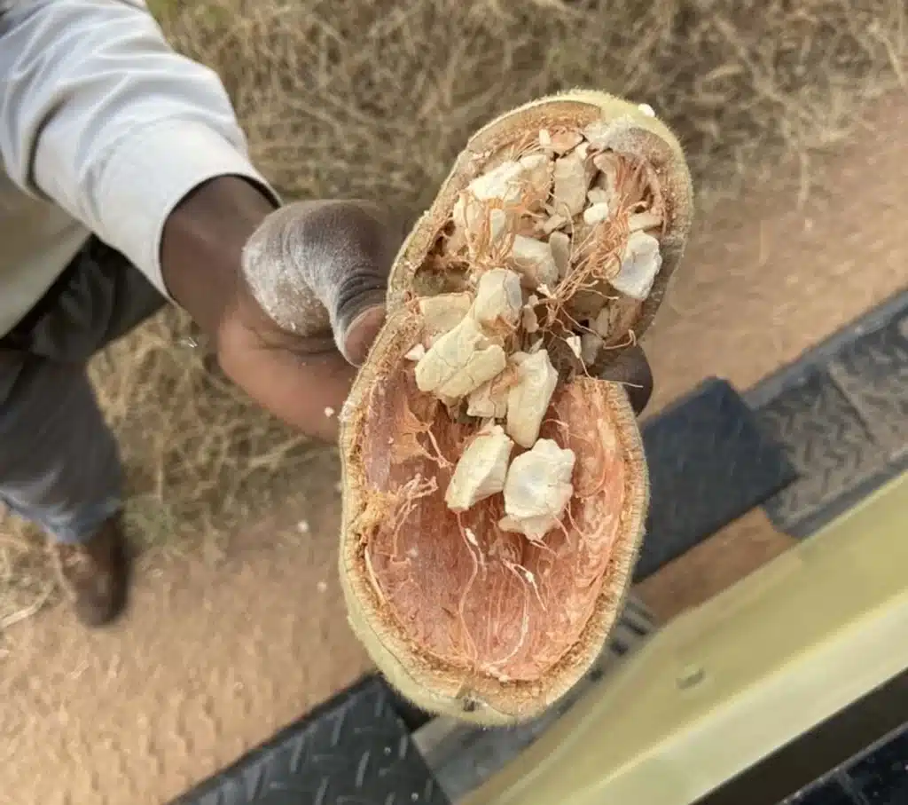 Baobab de qualité produit et récolté au Bénin - Baobab Plus
